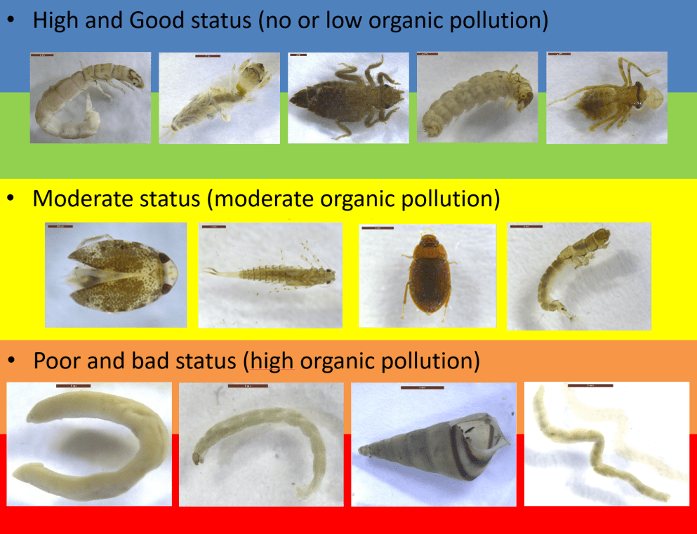 Ecological water quality status assessment | Environmental Programme